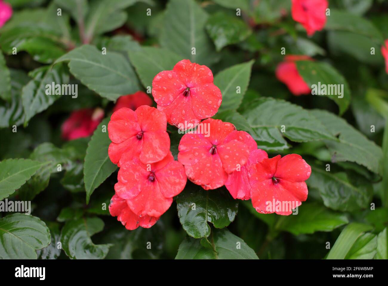Impatiens walleriana hi-res stock photography and images - Alamy