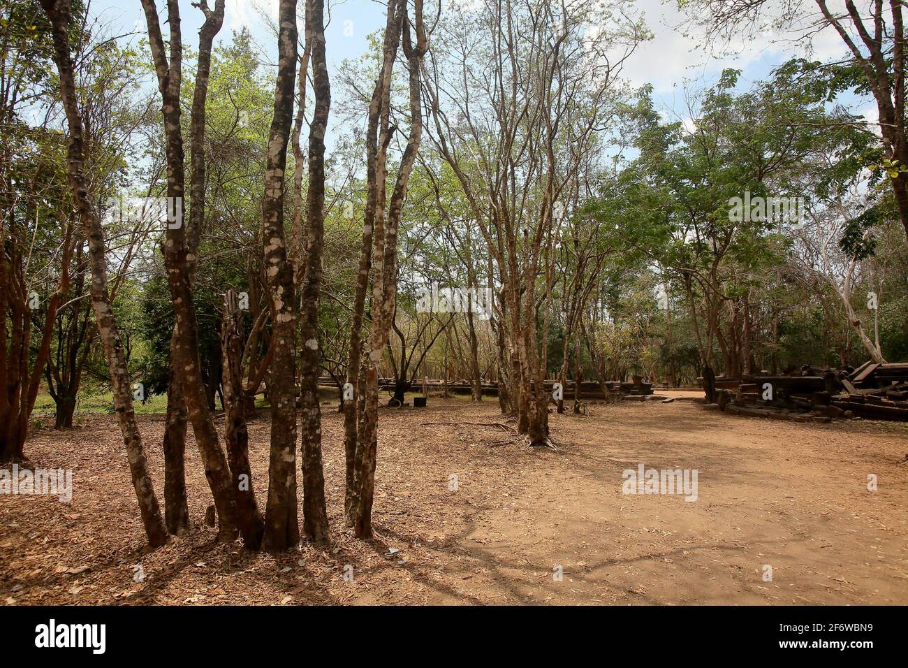 Jungle floor hi-res stock photography and images - Alamy