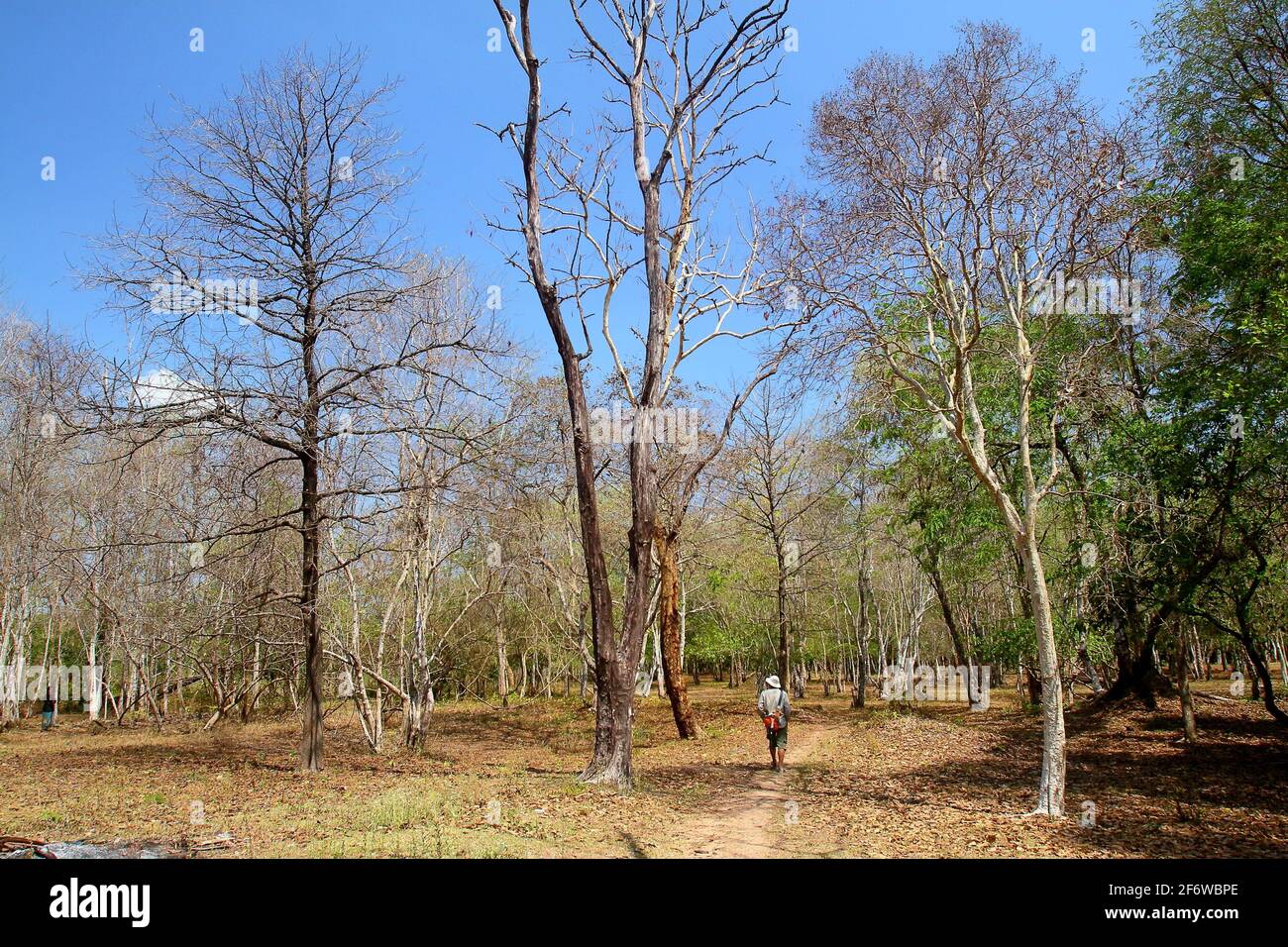 Jungle floor hi-res stock photography and images - Alamy