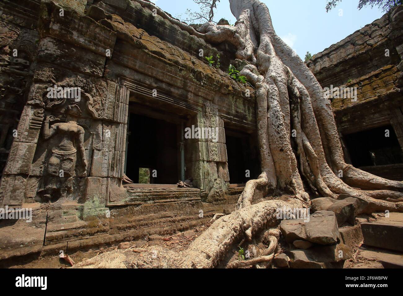 Cambodia jungle tree roots temple hi-res stock photography and images ...