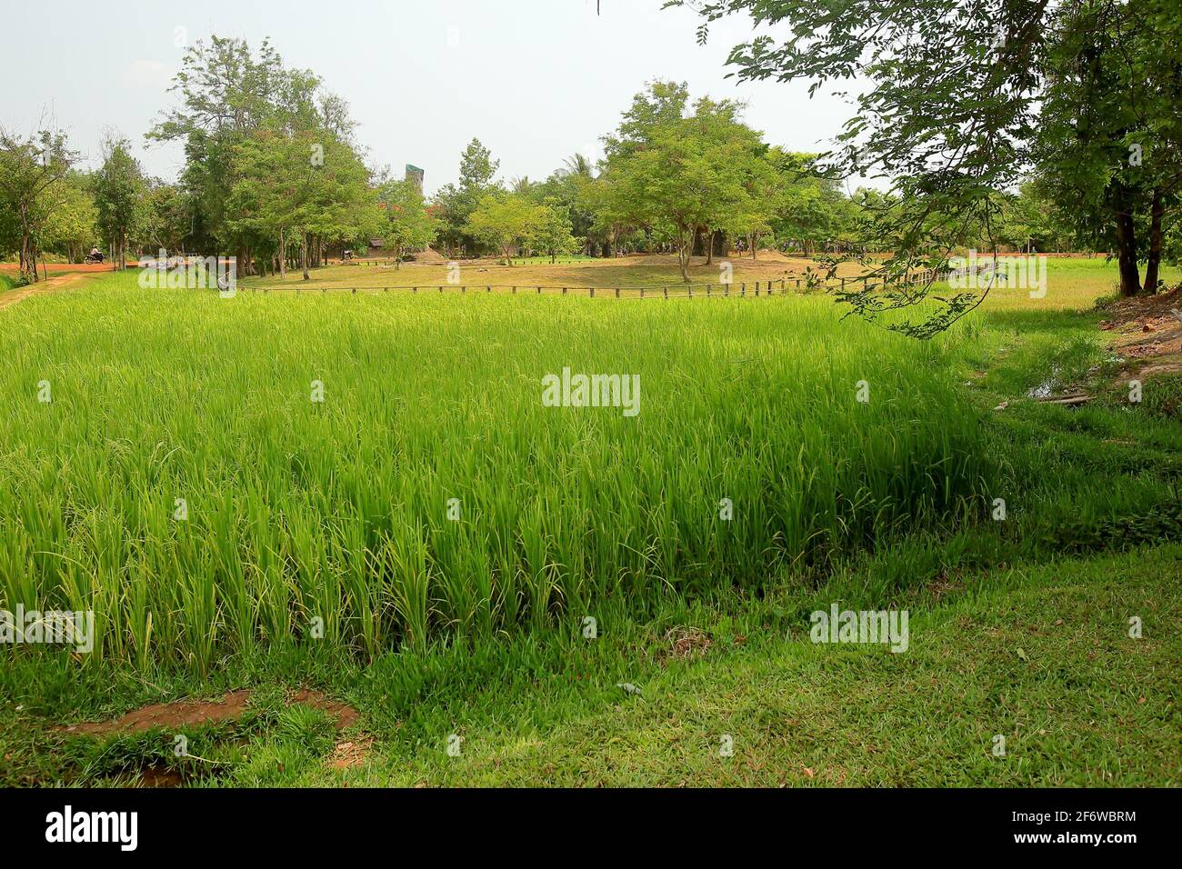 Cambodia rice field hi-res stock photography and images - Alamy
