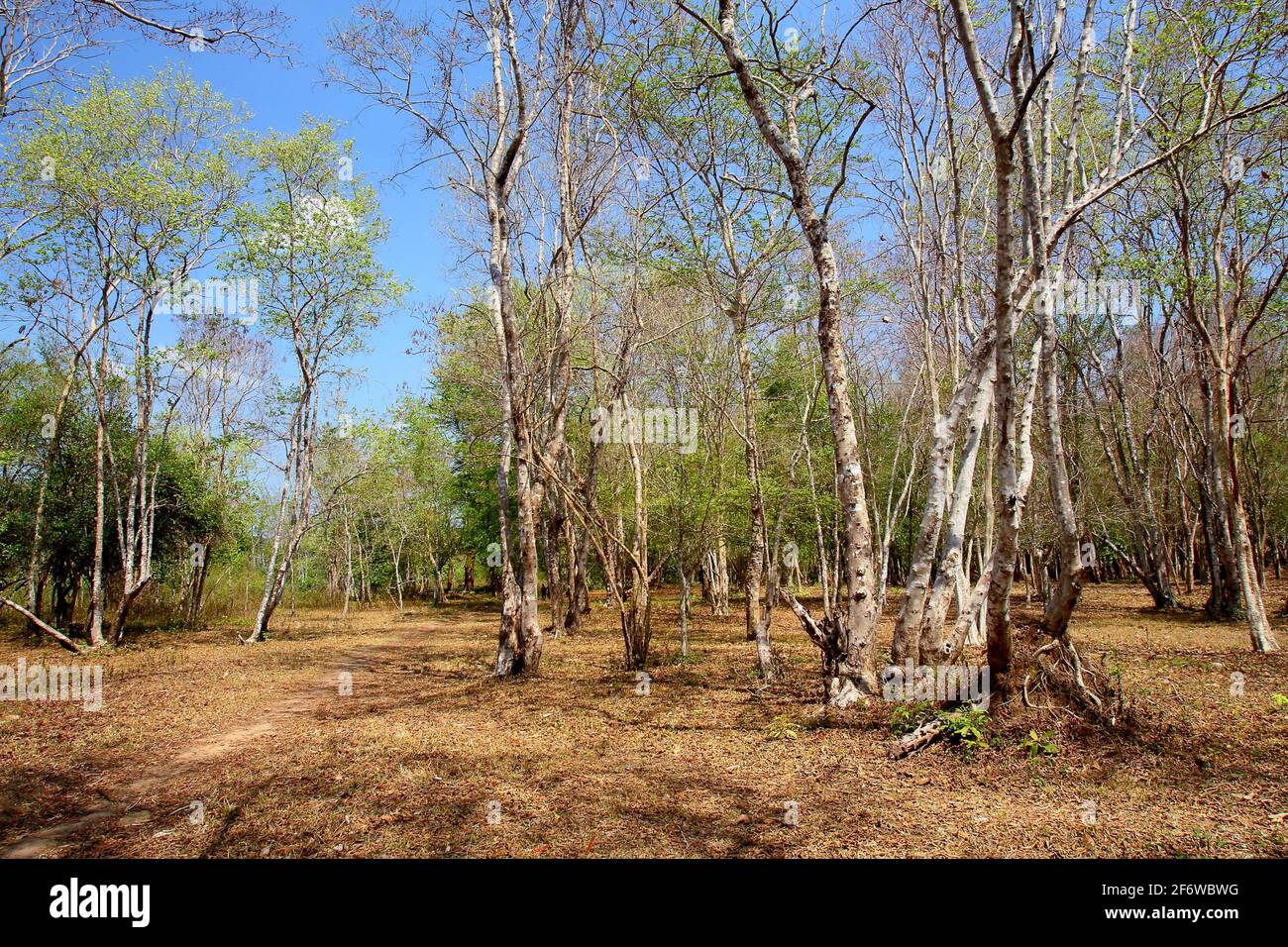 Jungle structure hi-res stock photography and images - Alamy