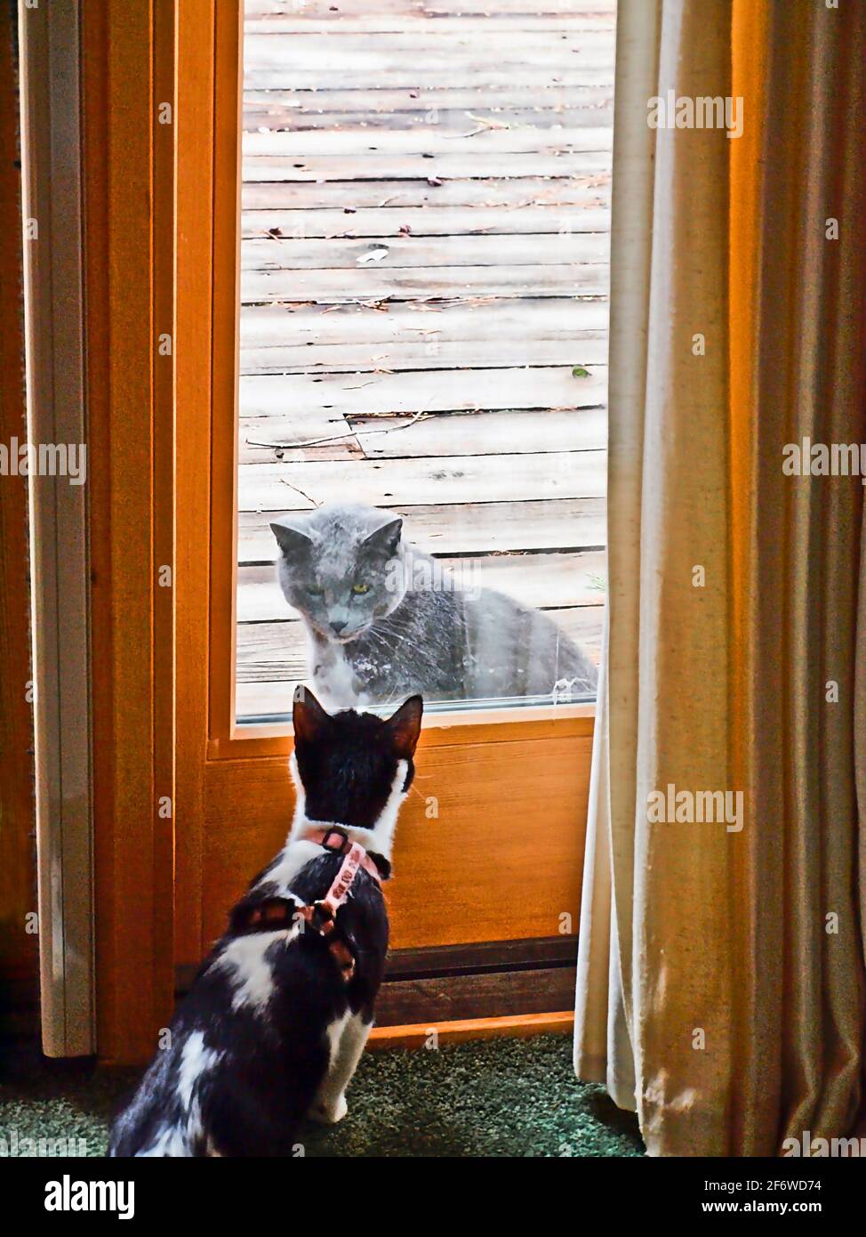 Visiting animal hi-res stock photography and images - Alamy