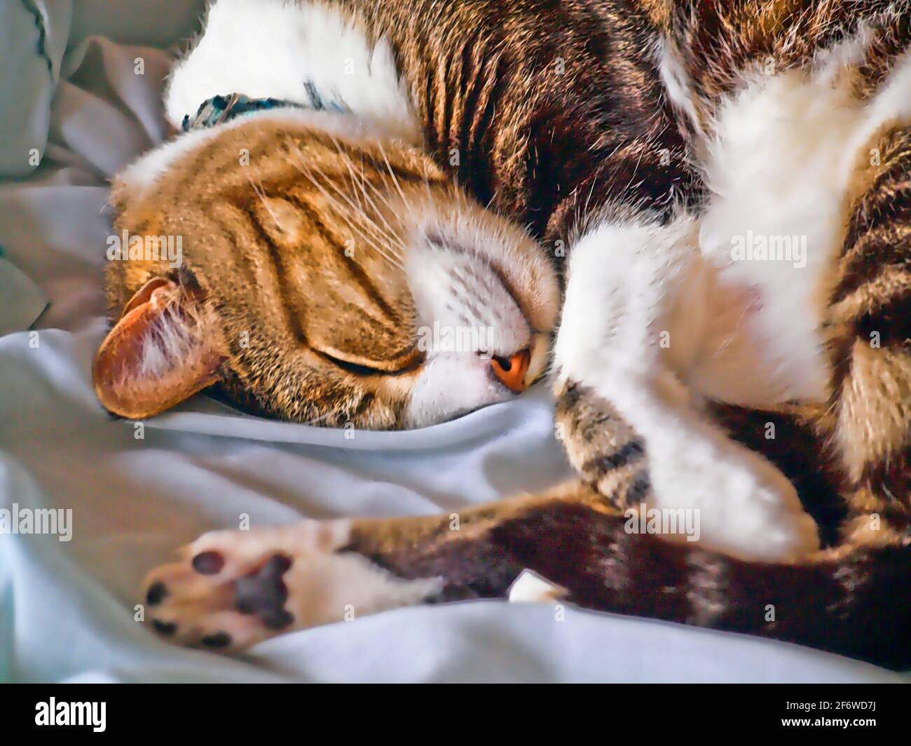 Tabby cat kitty hi-res stock photography and images - Alamy