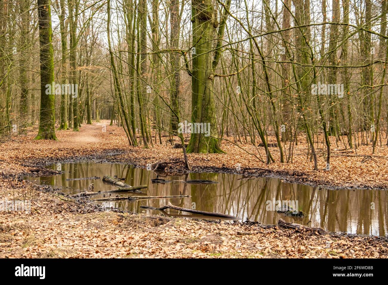 Dutch forest, Europe Stock Photo - Alamy