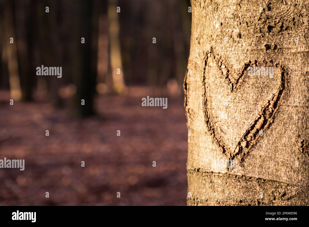 Heart carved into a tree, The Netherlands, Europe Stock Photo - Alamy