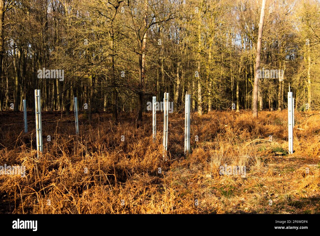 Young tree protection in a Dutch forest, Ede, The Netherlands, Europe ...