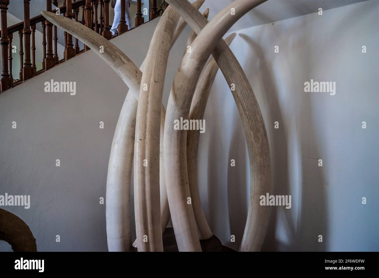 Elephant Tusks Museum High Resolution Stock Photography and Images - Alamy