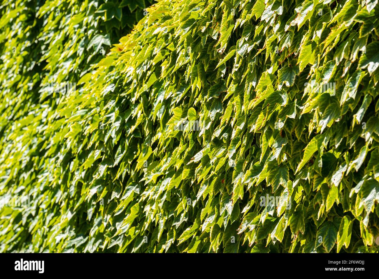 Japanese ivy color hi-res stock photography and images - Alamy