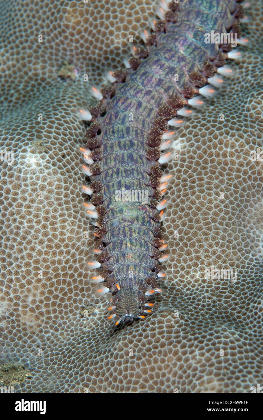 Jaw worm hi-res stock photography and images - Alamy