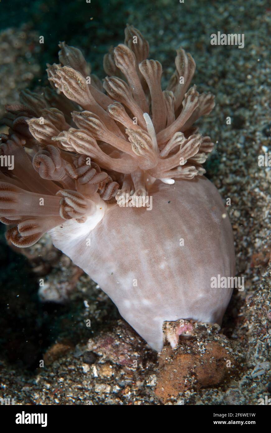 Solar Powered Sea Slug High Resolution Stock Photography and Images - Alamy