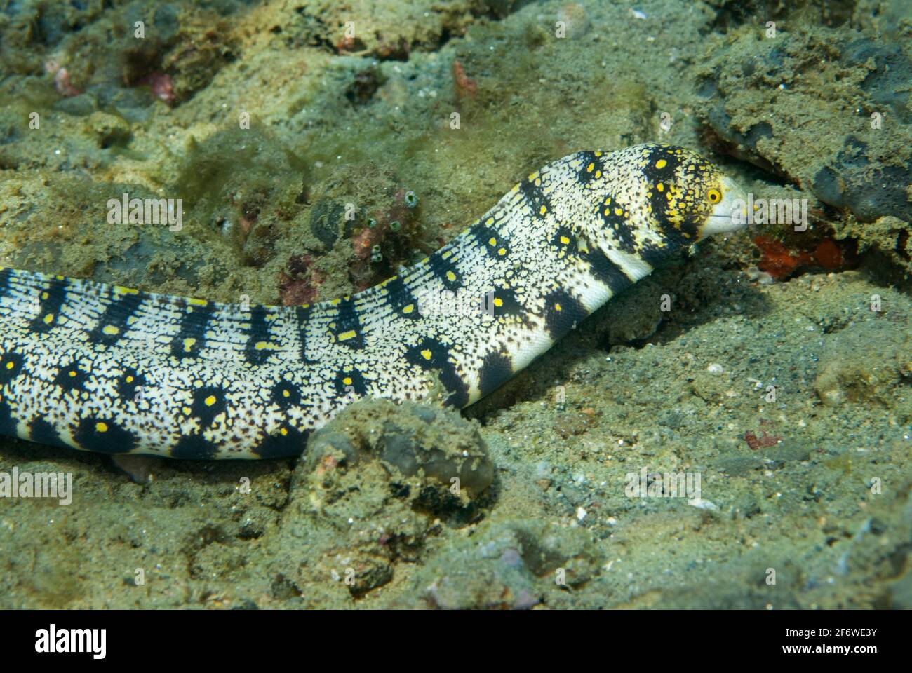 Moray Eel Swimming High Resolution Stock Photography and Images - Alamy