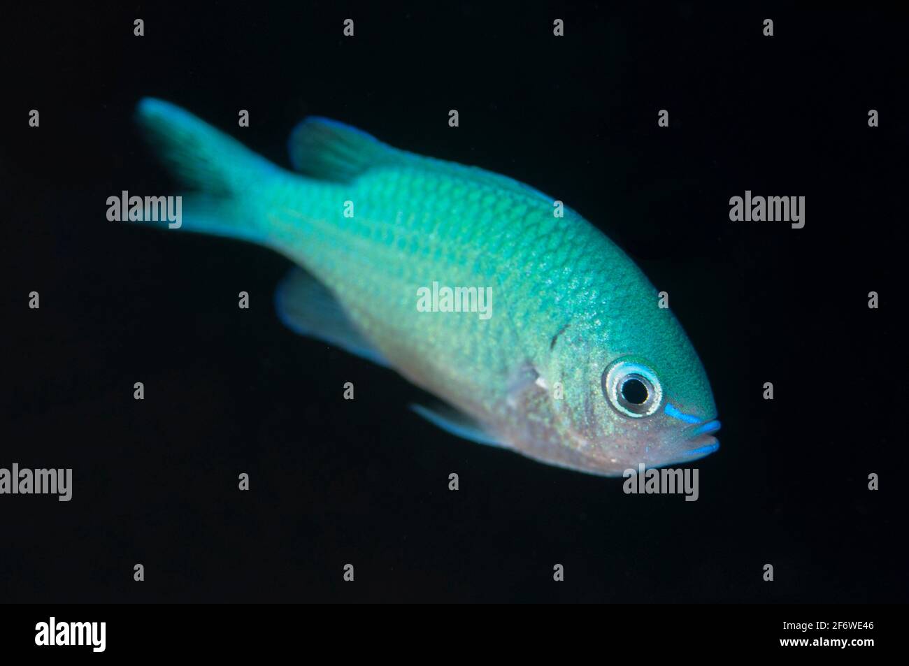 Blue Chromis Fish High Resolution Stock Photography and Images - Alamy