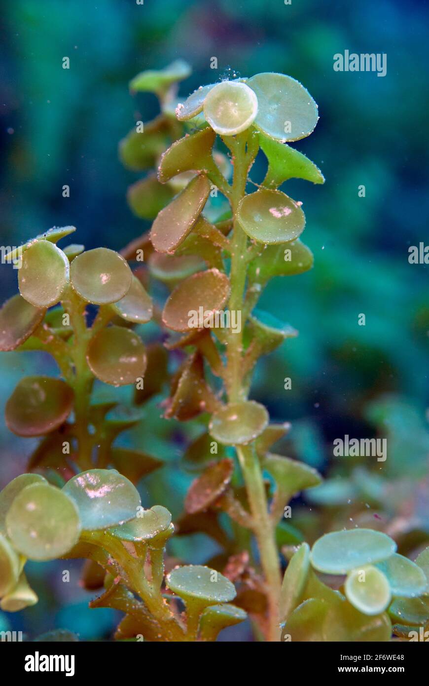 Algae patch hi-res stock photography and images - Alamy