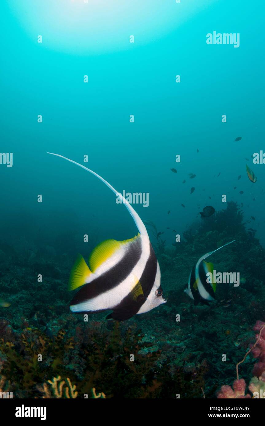 Razorback Rock High Resolution Stock Photography and Images - Alamy