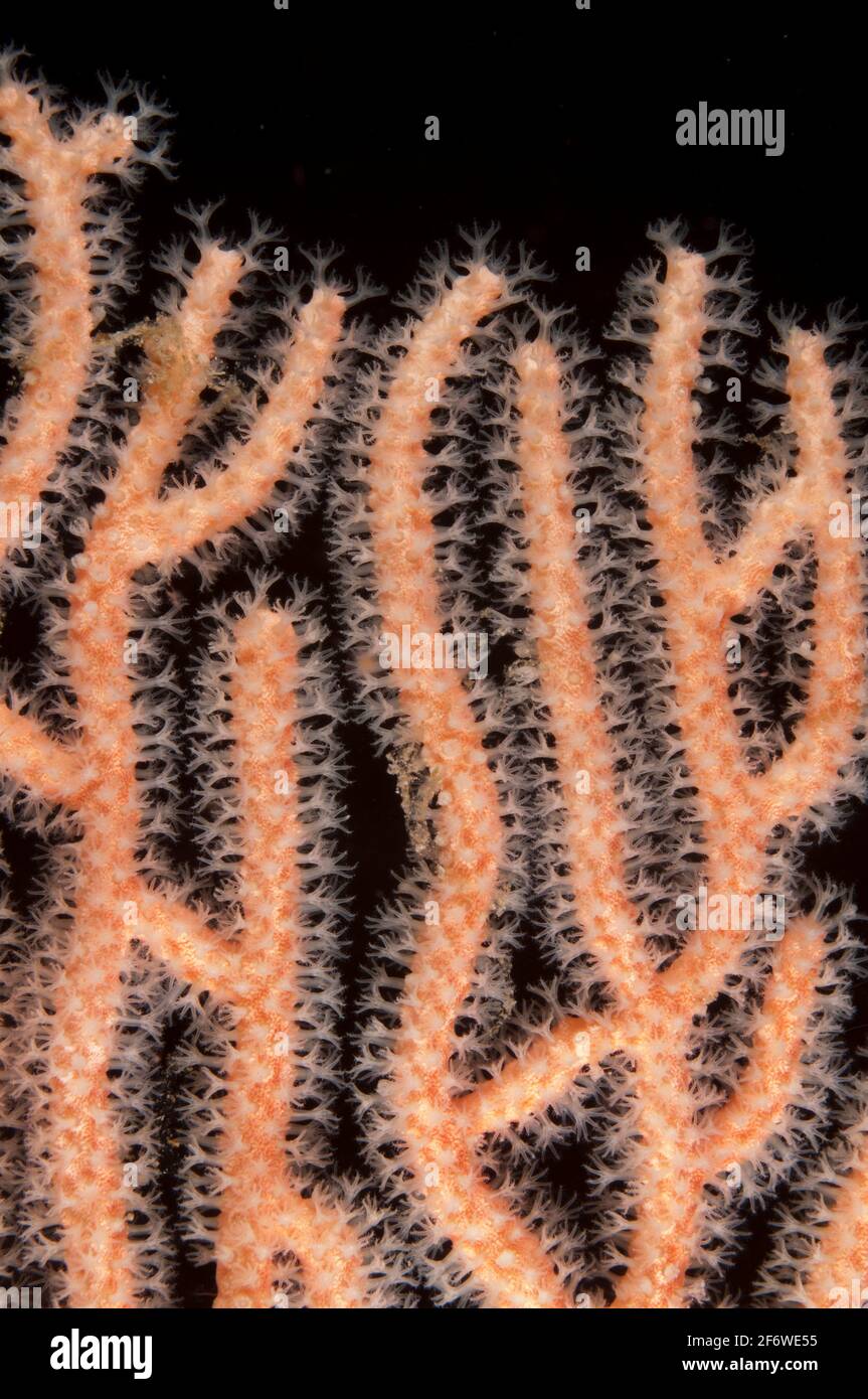 Order alcyonacea hi-res stock photography and images - Alamy