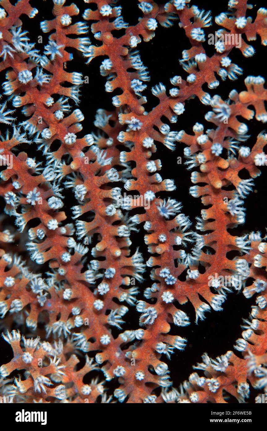 Order alcyonacea hi-res stock photography and images - Alamy
