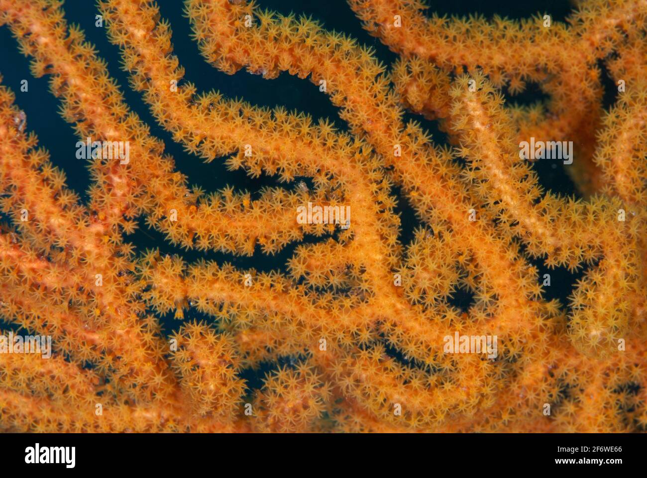 Order alcyonacea hi-res stock photography and images - Alamy