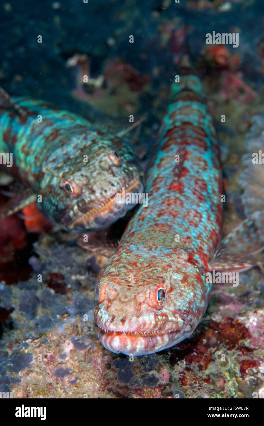 Lizardfish High Resolution Stock Photography and Images - Alamy