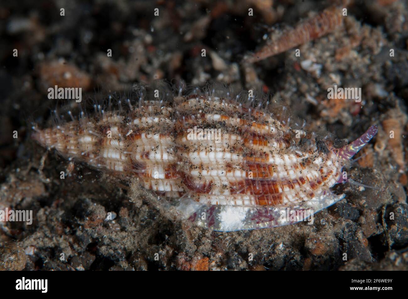 Hydrozoa High Resolution Stock Photography and Images - Alamy