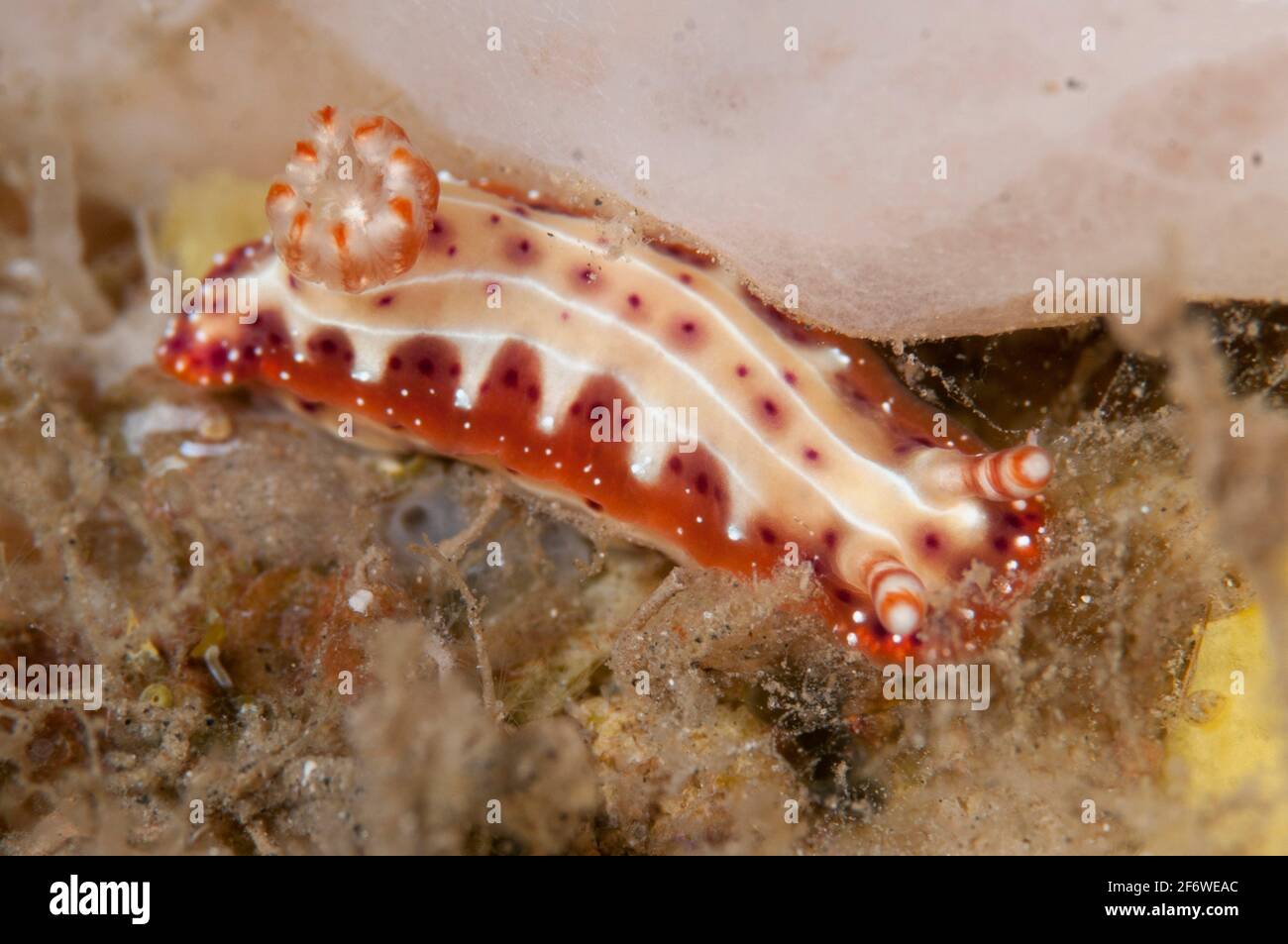 Striped Nudibranch High Resolution Stock Photography and Images - Alamy