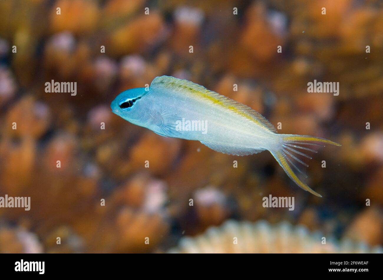 Meiacanthus atrodorsalis hi-res stock photography and images - Alamy