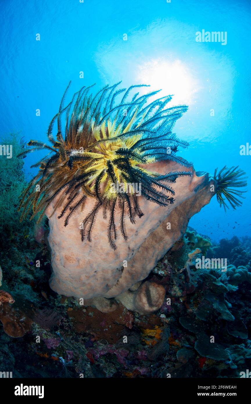 Class Crinoidea High Resolution Stock Photography and Images - Alamy