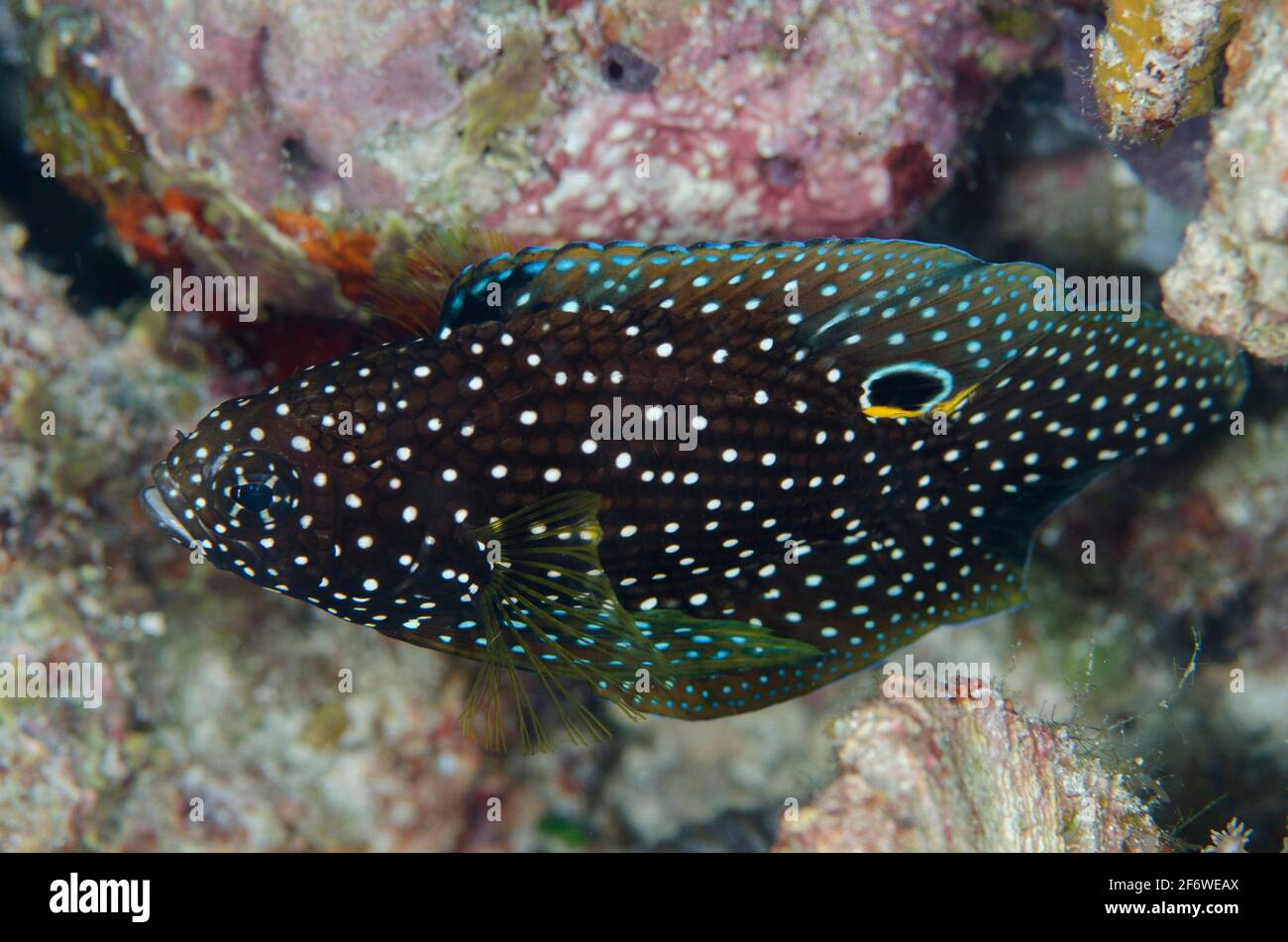 Comet fish hi-res stock photography and images - Alamy