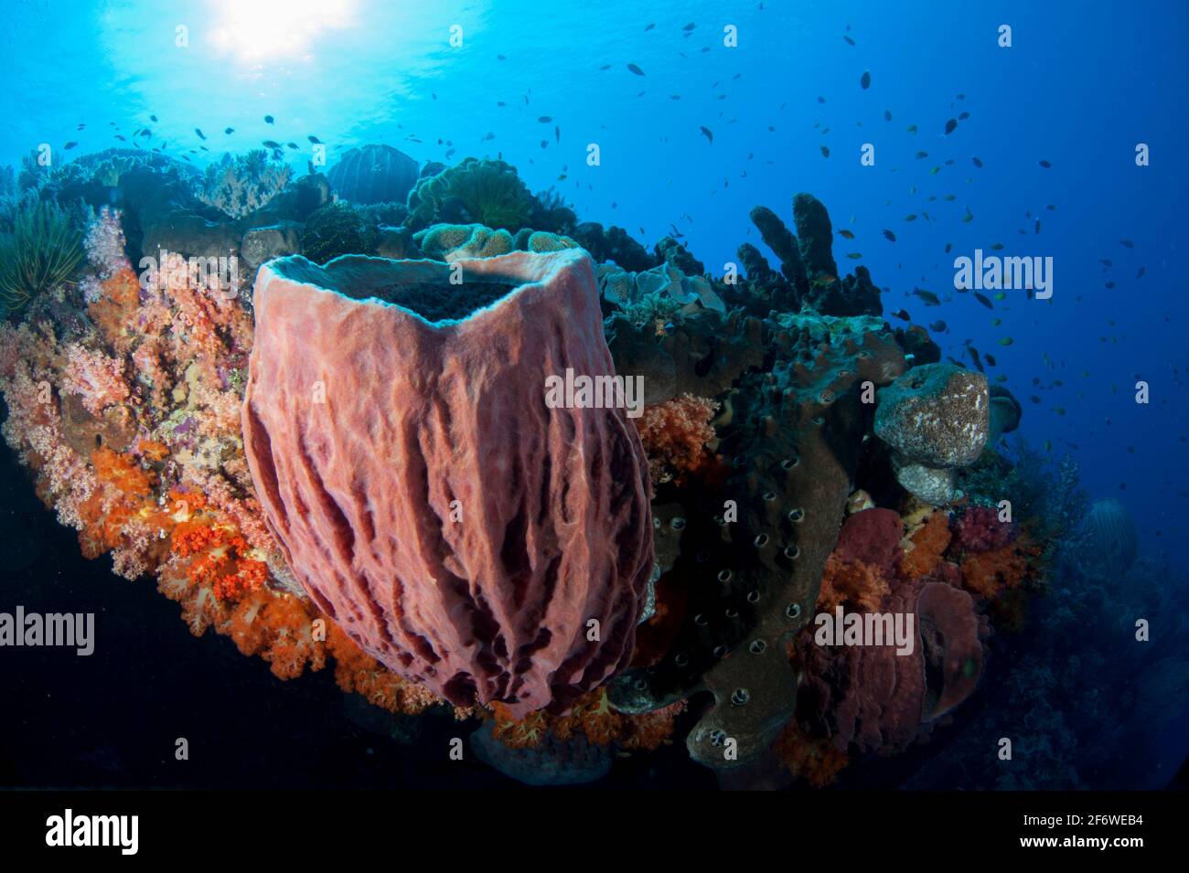 Barrel Sponge Xestospongia Testudinaria High Resolution Stock ...