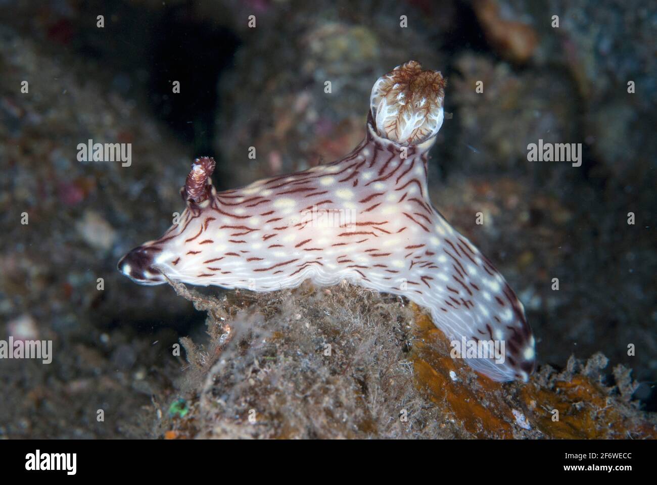 Striped Nudibranch High Resolution Stock Photography and Images - Alamy