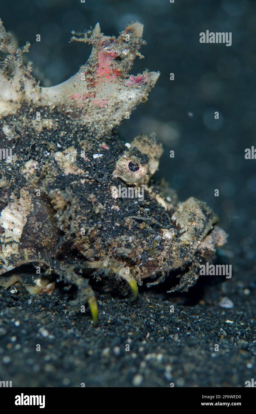 Spiny devil fish hi-res stock photography and images - Alamy
