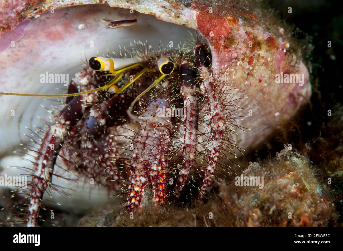 Hermit crab dardanus lagopodes hi-res stock photography and images - Alamy
