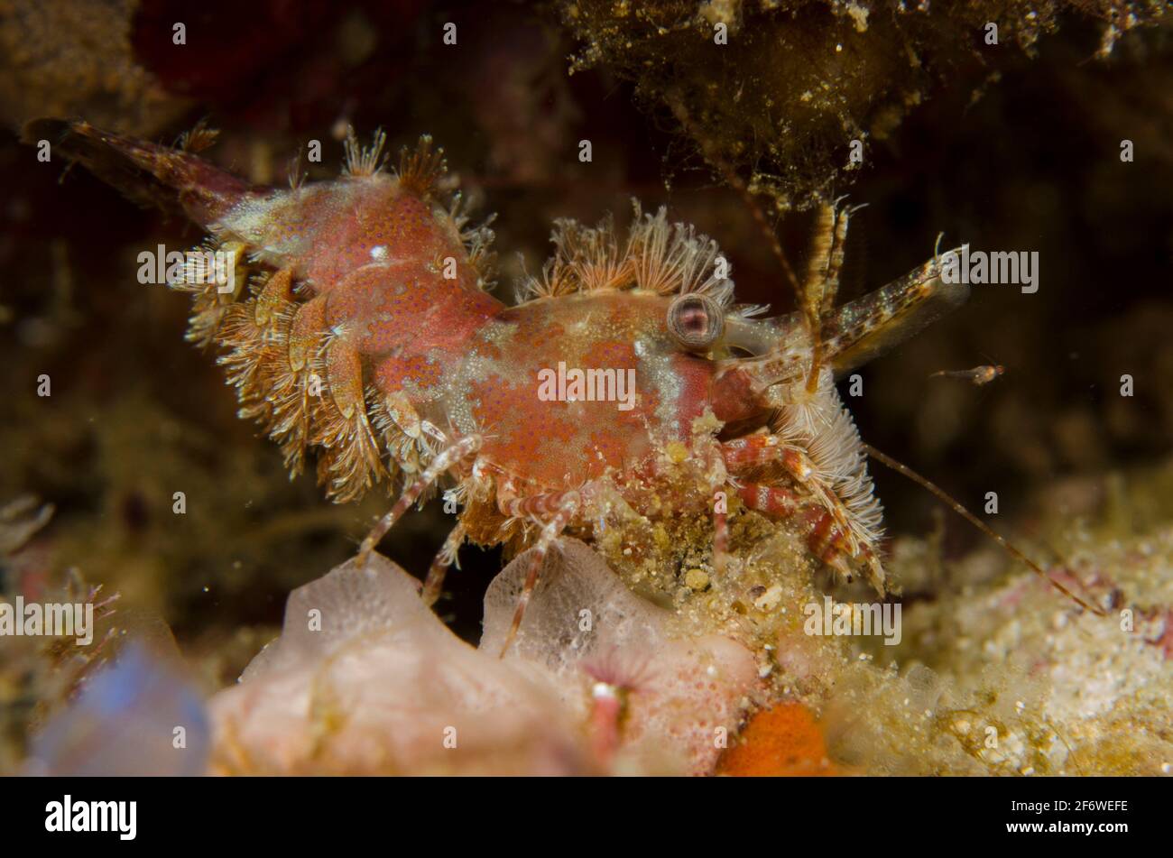 Broken Back Shrimp High Resolution Stock Photography and Images - Alamy