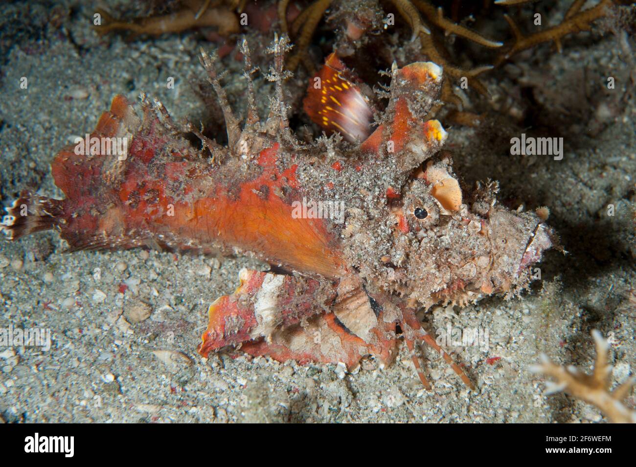 Spiny devil fish hi-res stock photography and images - Alamy