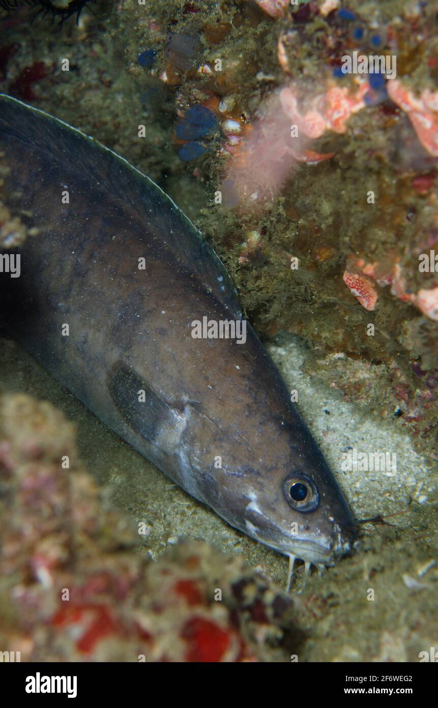 Brotula High Resolution Stock Photography and Images - Alamy