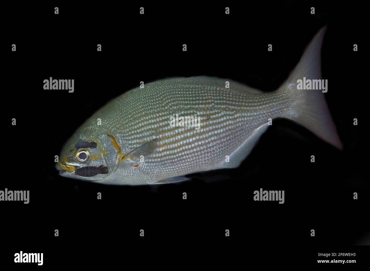 Parasitic Fish Isopod High Resolution Stock Photography and Images - Alamy