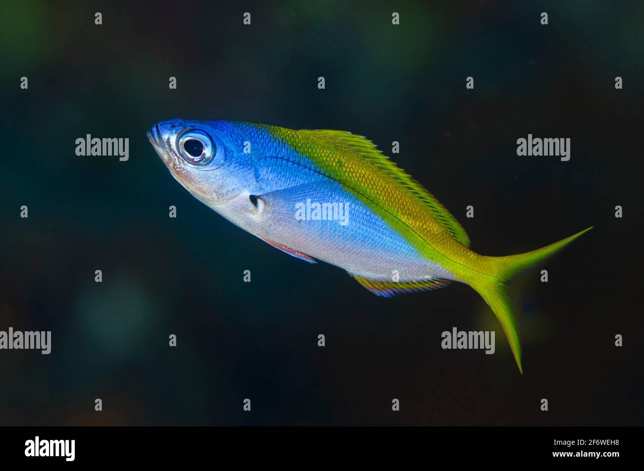 Fan tail fish hi-res stock photography and images - Alamy
