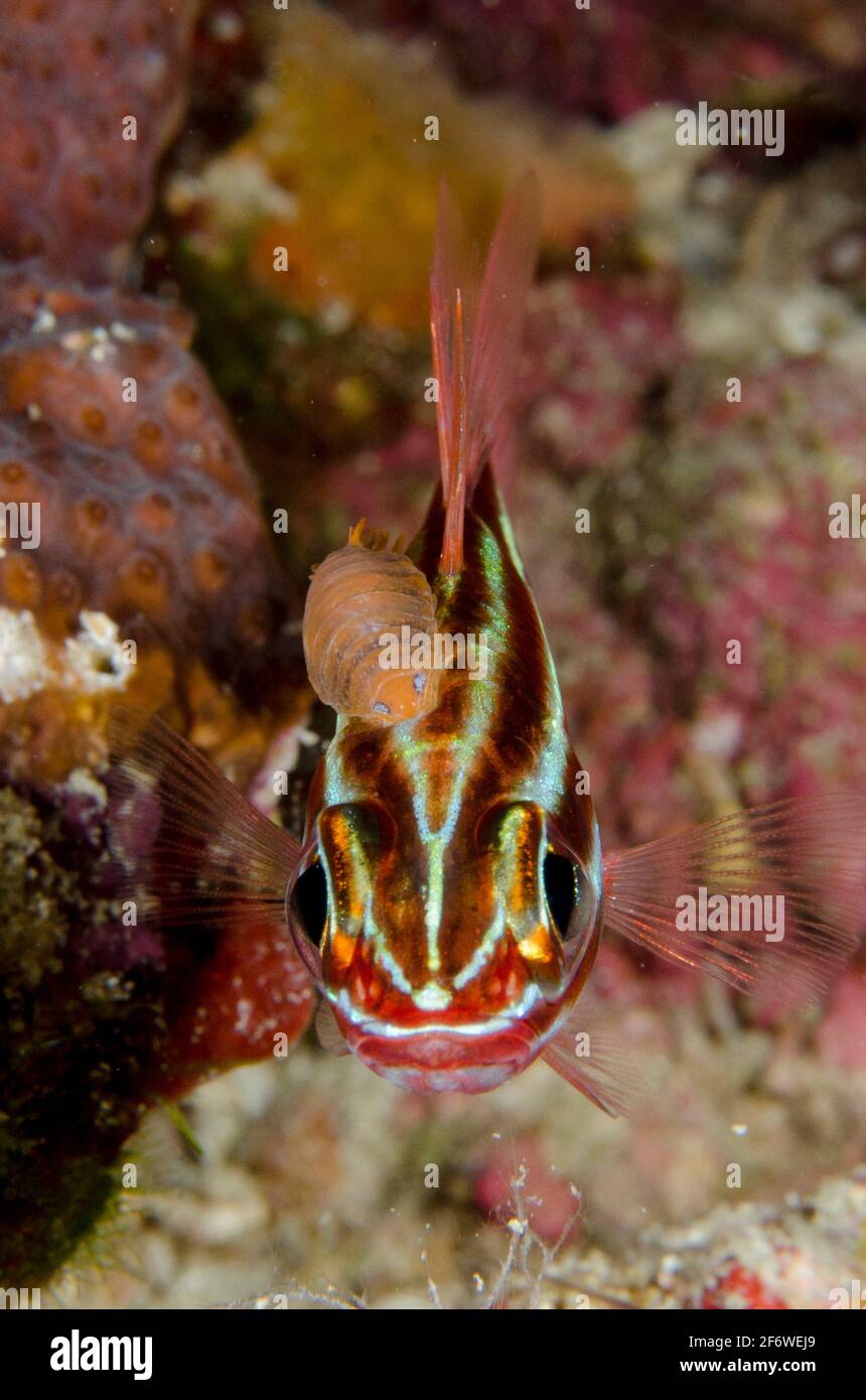 Parasitic Fish Isopod High Resolution Stock Photography and Images - Alamy