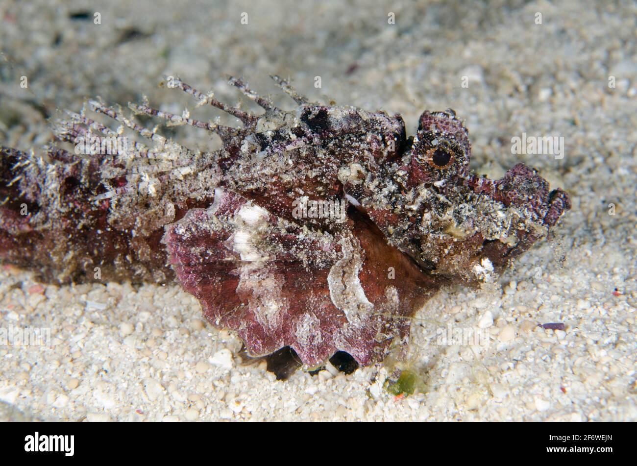 Spiny devil fish hi-res stock photography and images - Alamy