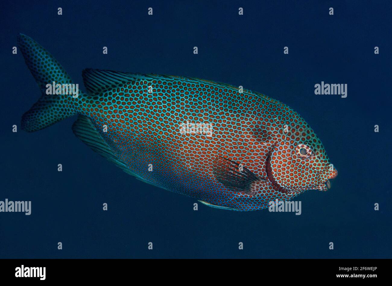 Gold Spotted High Resolution Stock Photography and Images - Alamy