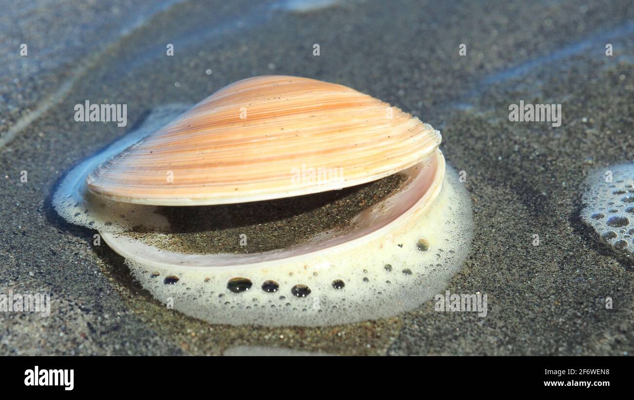 Surf bubbling around clam hi-res stock photography and images - Alamy