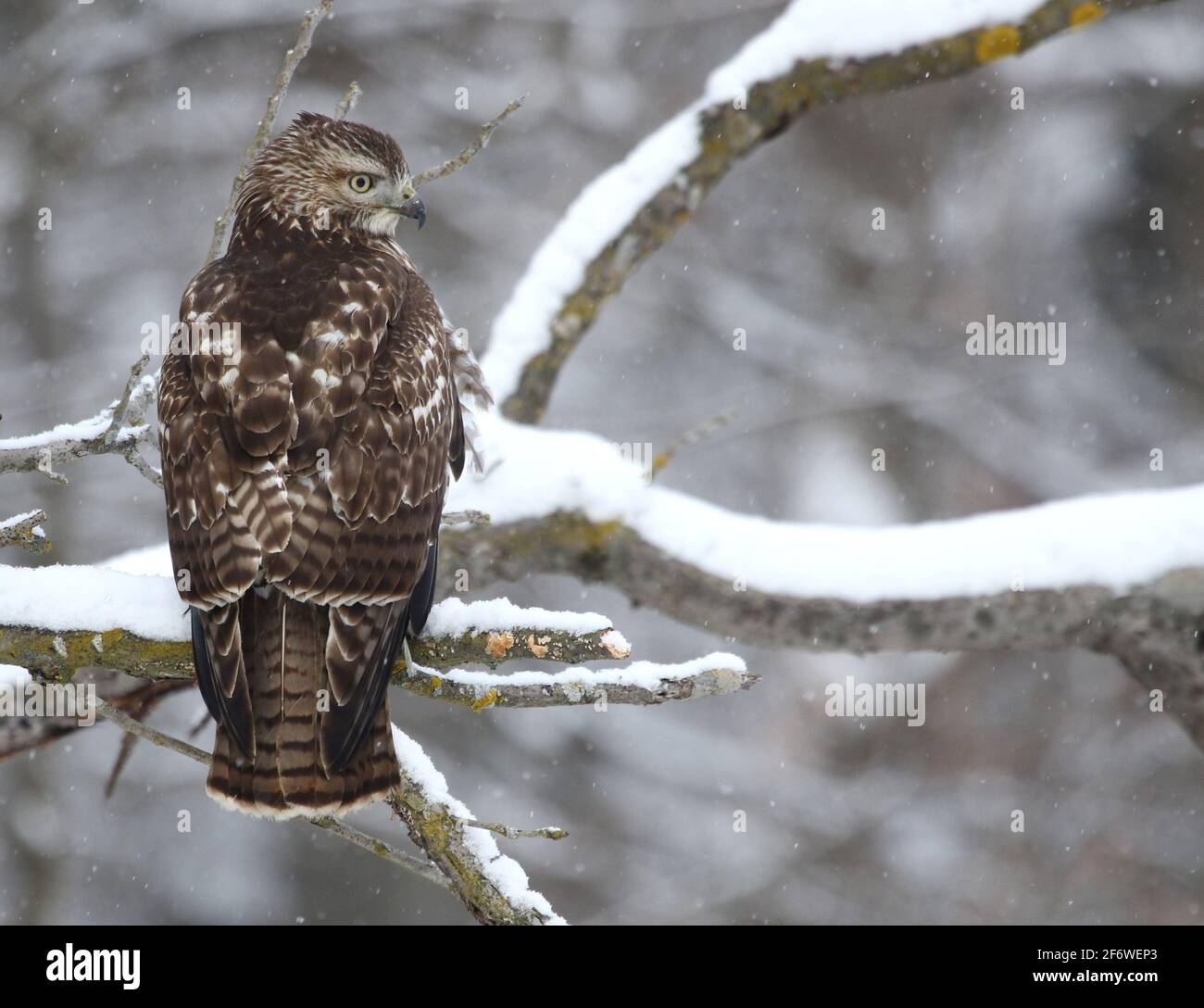 Ontario hawks hi-res stock photography and images - Alamy