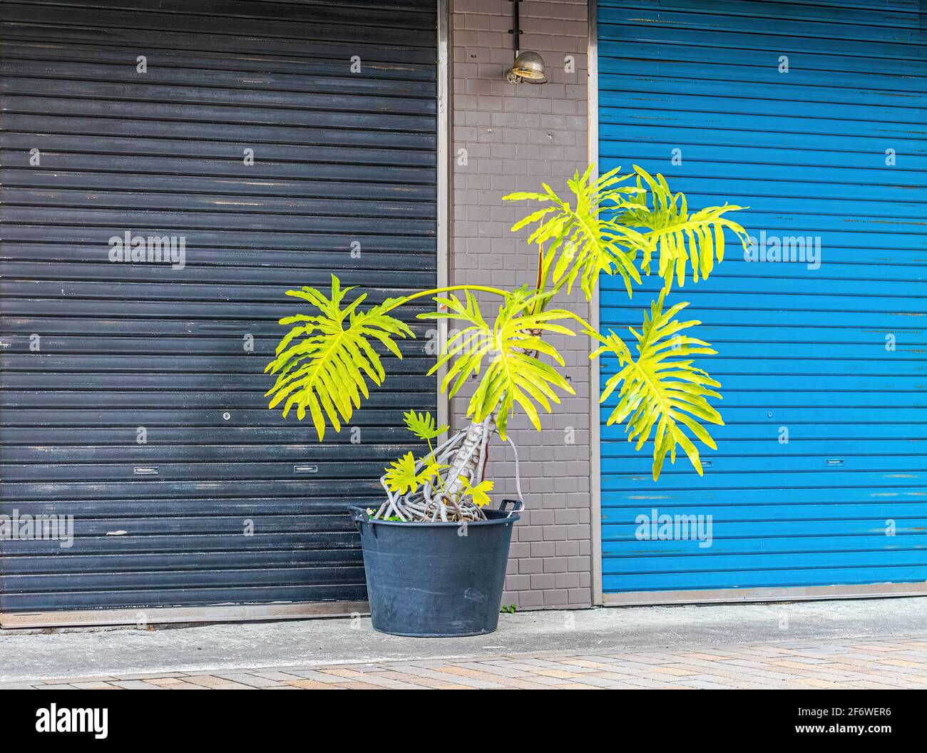 Green mini palm tree in a container, in front of 2 shuttered stores. 1 ...