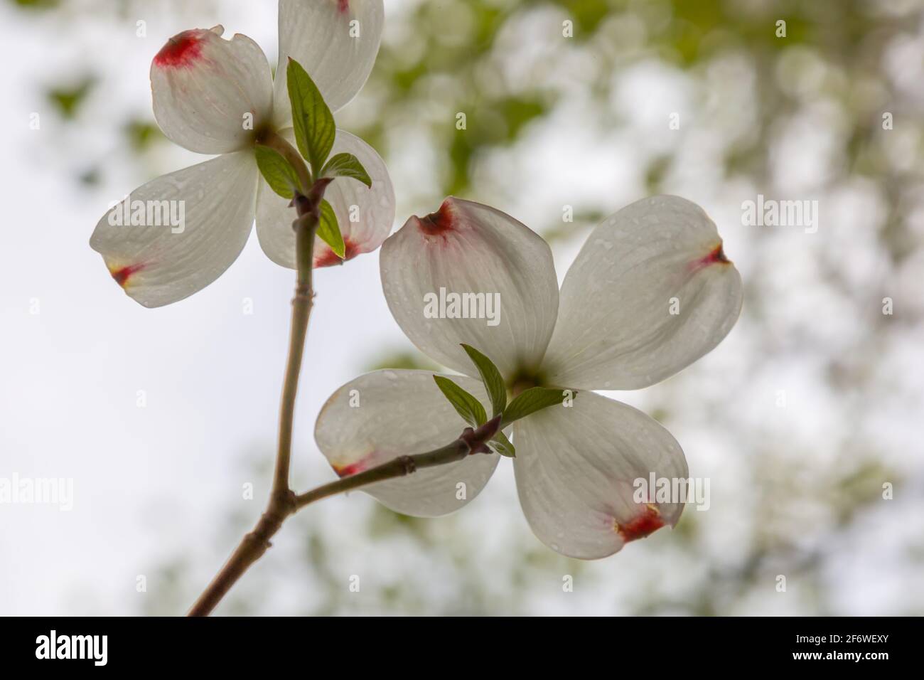 The flowers of a white dogwood tree in Pokagon State Park near Angola ...