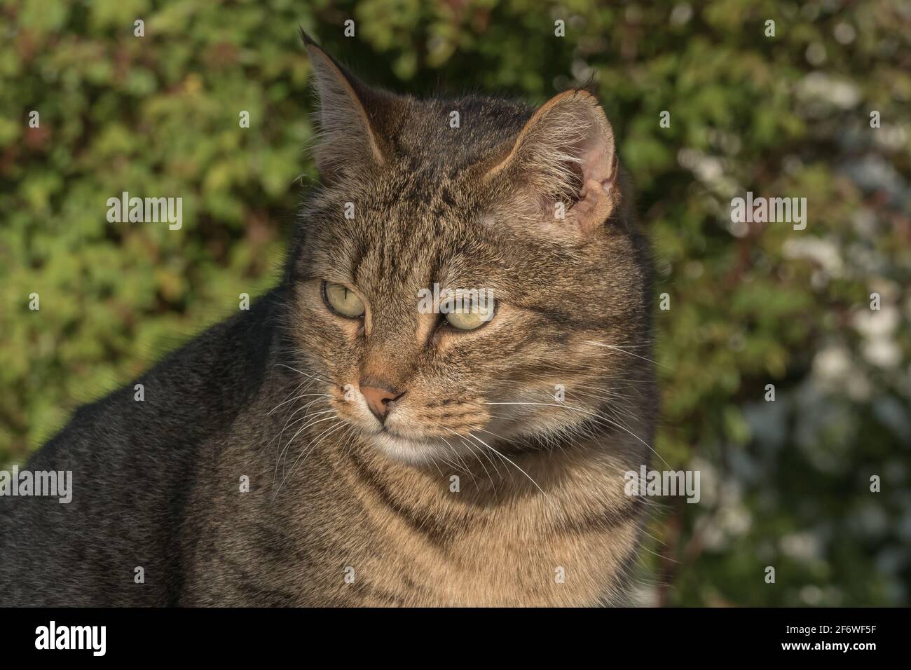 Cat looking at sunset High Resolution Stock Photography and Images - Alamy