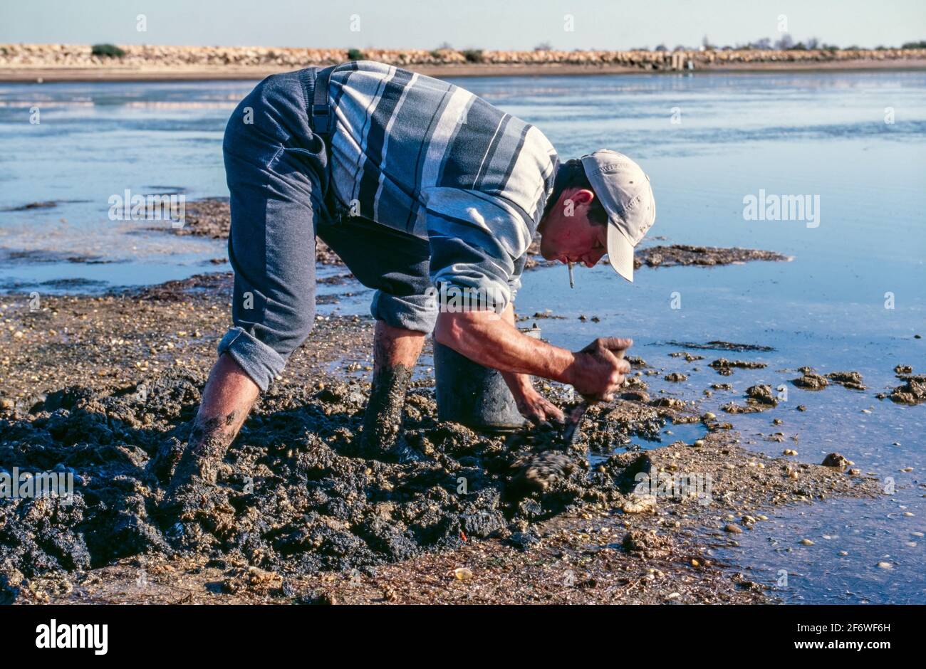 Marine Worms High Resolution Stock Photography and Images - Alamy