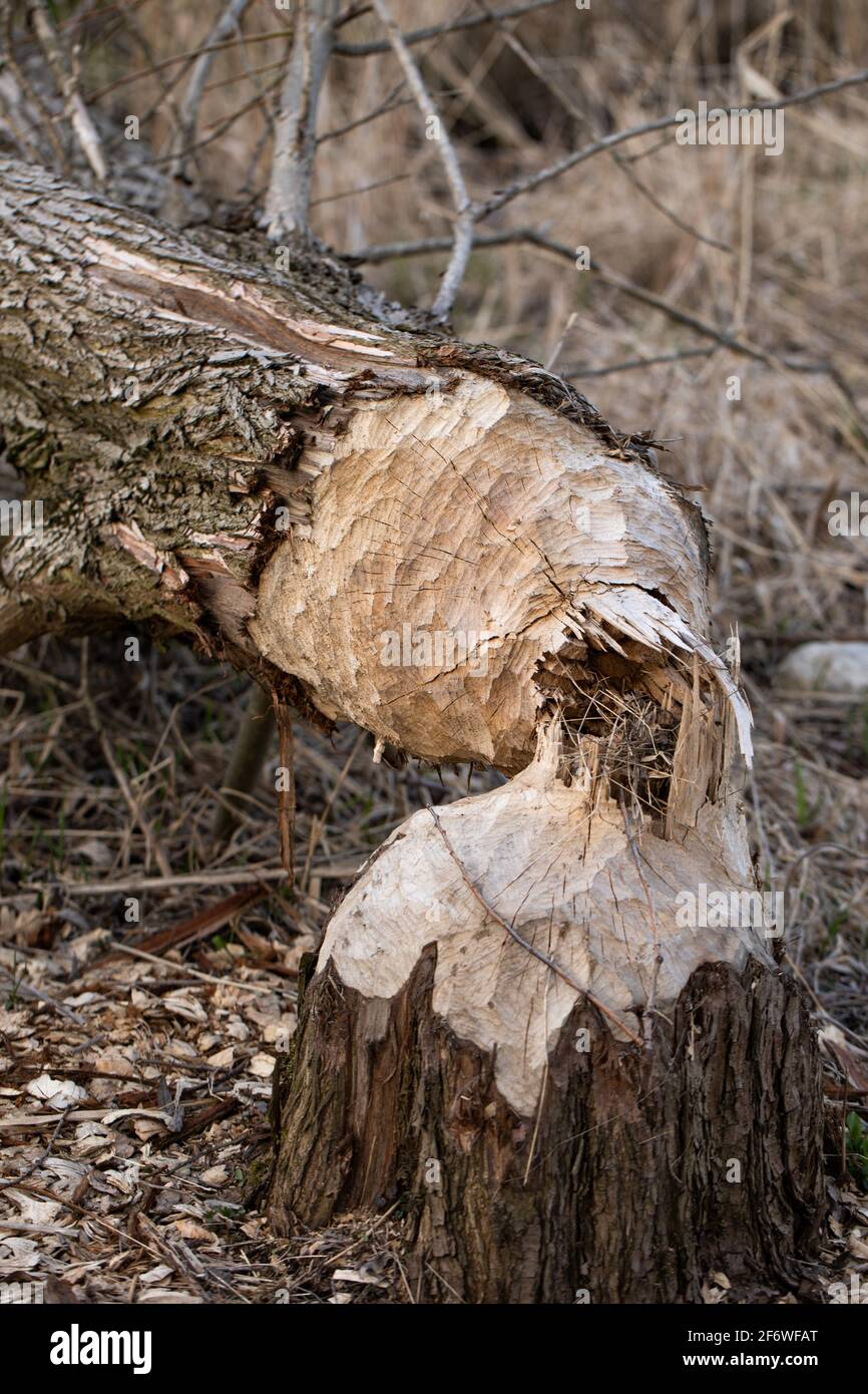 Beaver work. Trees cut down by beavers and their sharp teeth. Animal ...