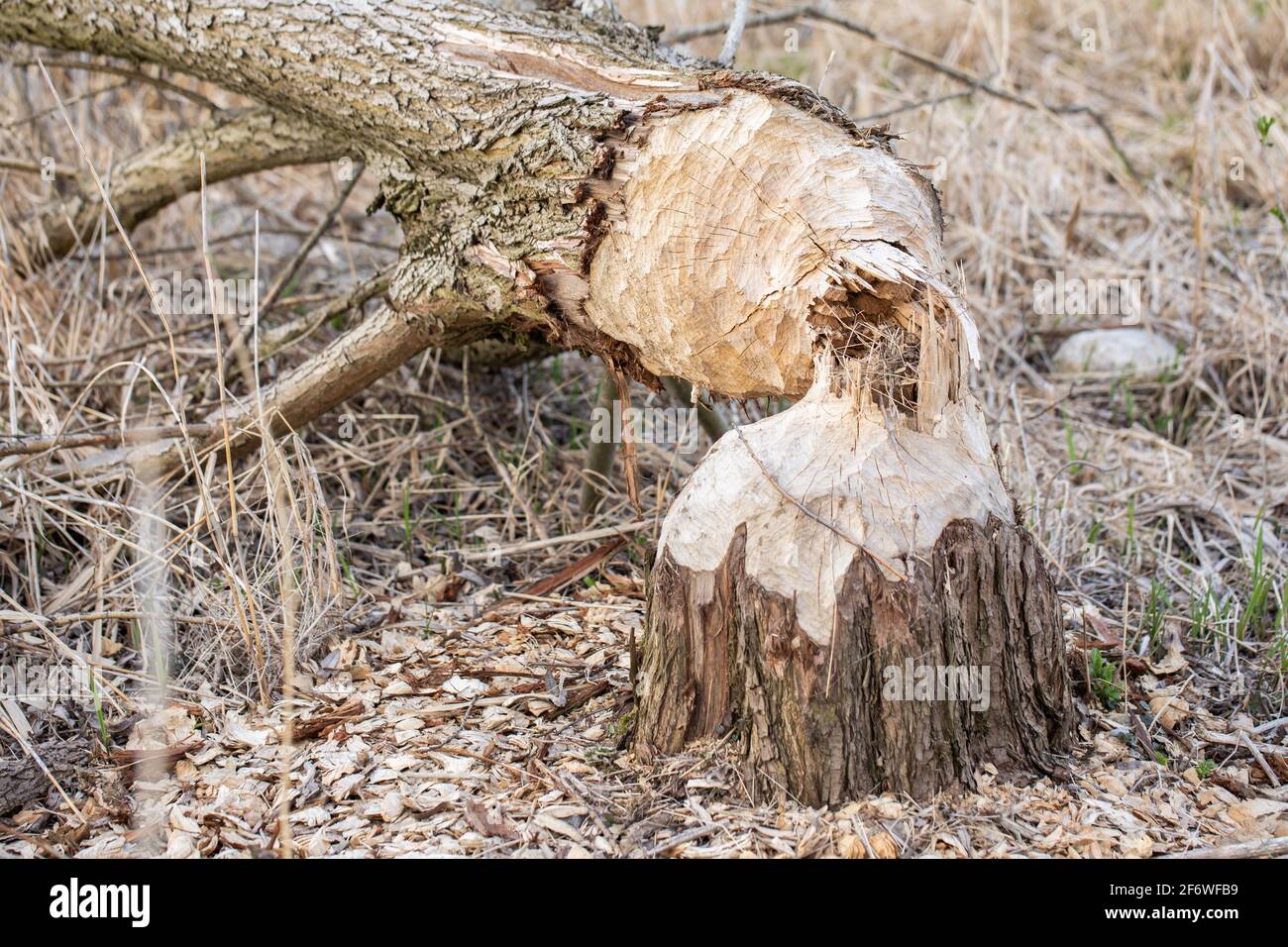 Cut down trees with their teeth hi-res stock photography and images - Alamy
