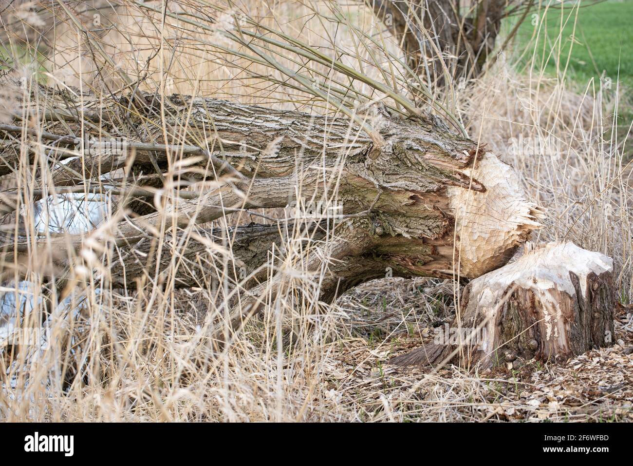 Cut down trees with their teeth hi-res stock photography and images - Alamy