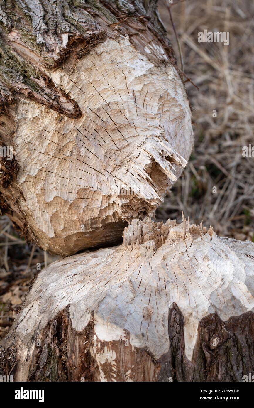 Cut down trees with their teeth hi-res stock photography and images - Alamy